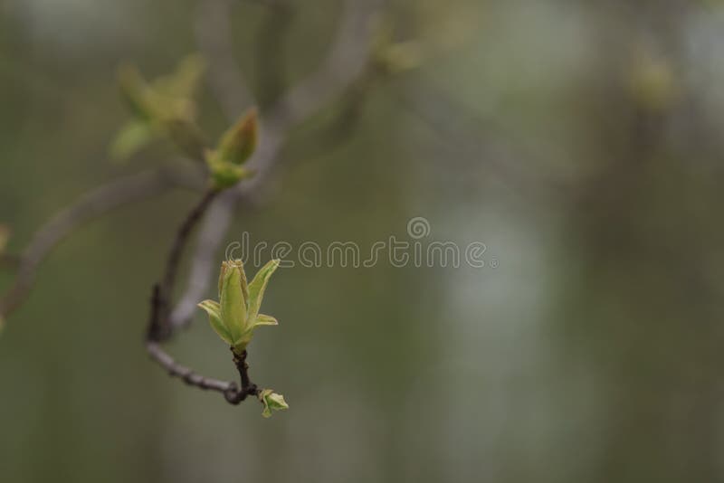 First Leaves on a Branch in Spring Close Up Stock Photo - Image of ...