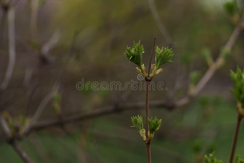 First Leaves on a Branch in Spring Close Up Stock Photo - Image of ...