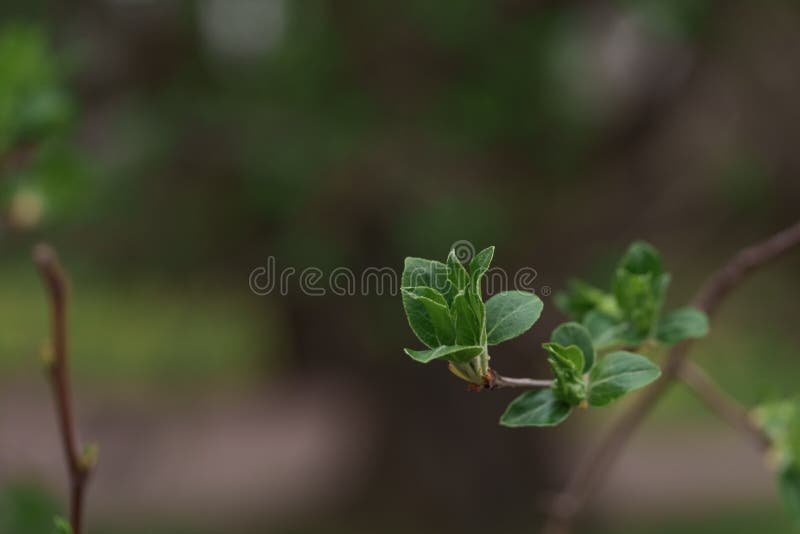 First Leaves on a Branch in Spring Close Up Stock Image - Image of ...