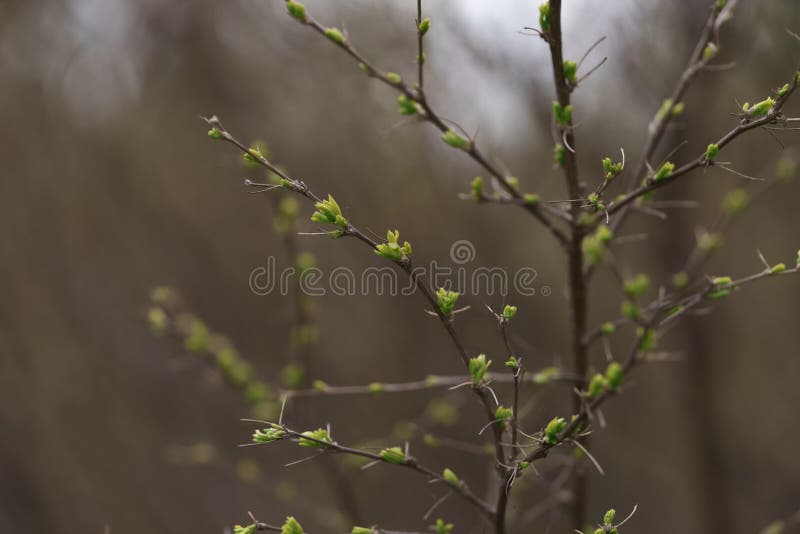 First Leaves on a Branch in Spring Close Up Stock Photo - Image of ...