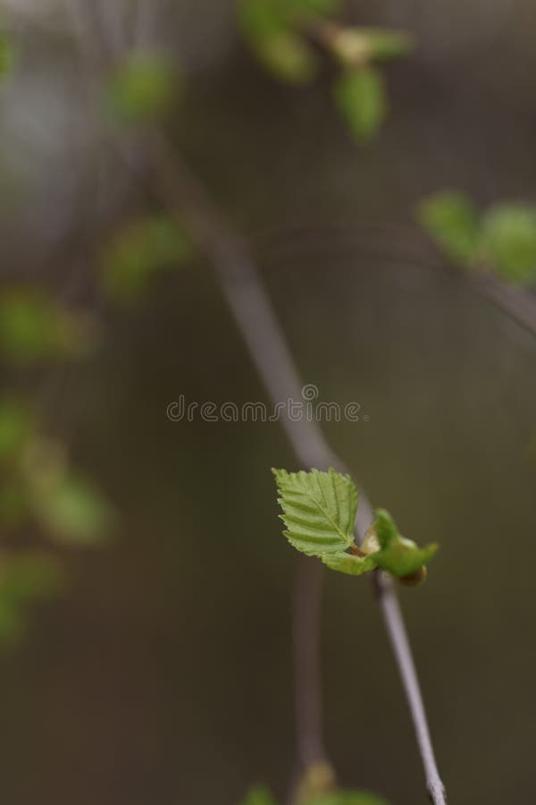 First Leaves on a Branch in Spring Close Up Stock Photo - Image of ...
