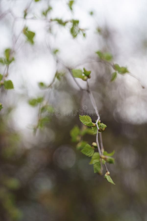 First Leaves on a Branch in Spring Close Up Stock Photo - Image of twig ...