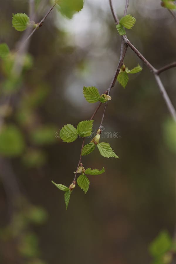 First Leaves on a Branch in Spring Close Up Stock Photo - Image of ...
