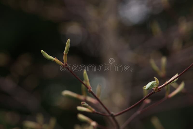 First Leaves on a Branch in Spring Close Up Stock Photo - Image of ...