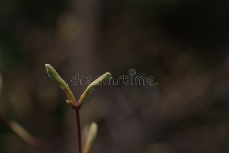 First Leaves on a Branch in Spring Close Up Stock Image - Image of ...