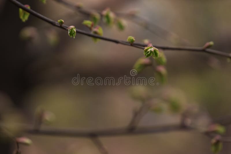 First Leaves on a Branch in Spring Close Up Stock Photo - Image of ...
