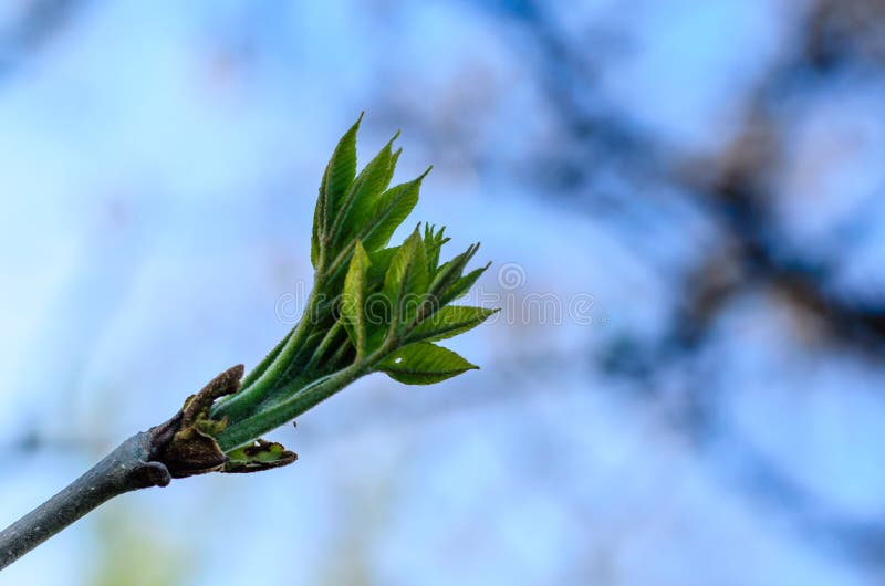First Leaves on a Branch of the Tree Stock Image - Image of environment ...