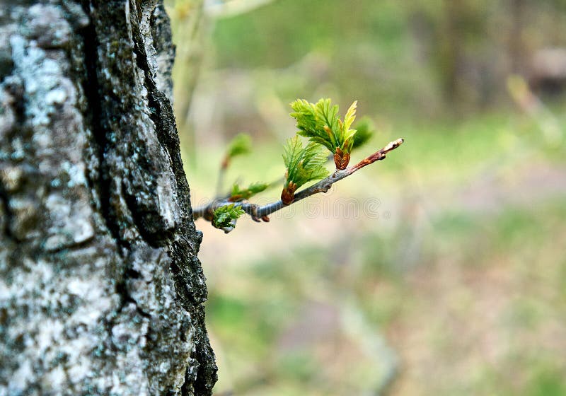 The First Leaves on the Tree. Stock Image - Image of plant, emerging ...