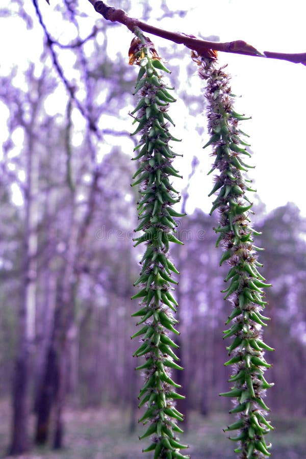 The first leaves stock photo. Image of flora, branch - 84869752