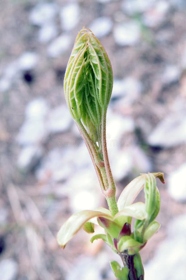 The first leaves stock photo. Image of dissolve, flora - 84872928