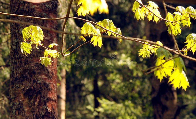 First leaves stock image. Image of green, trees, spring - 92710721