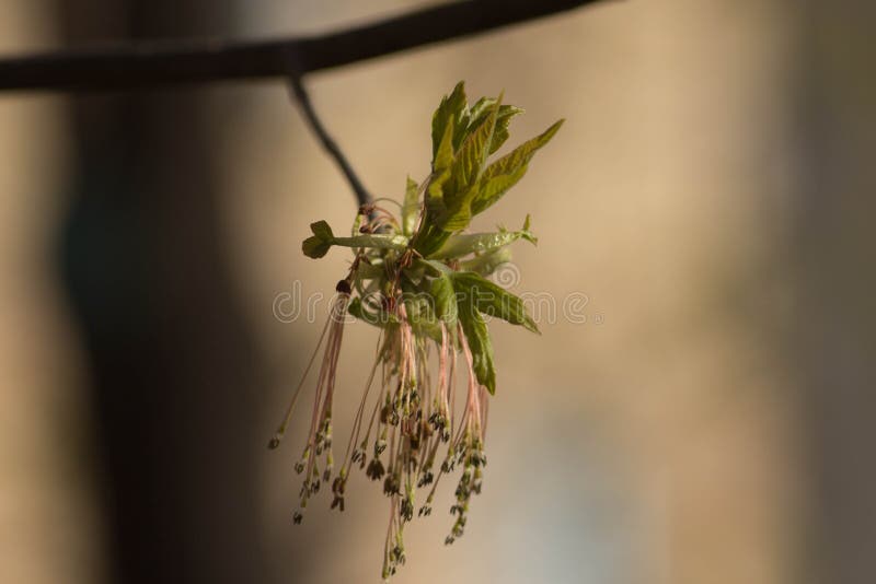 First Leaves of Maple, Spring Stock Photo - Image of season, park: 74245134