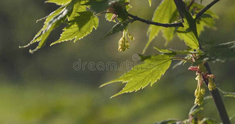 First leaves on maple tree stock photo. Image of spring - 109120040