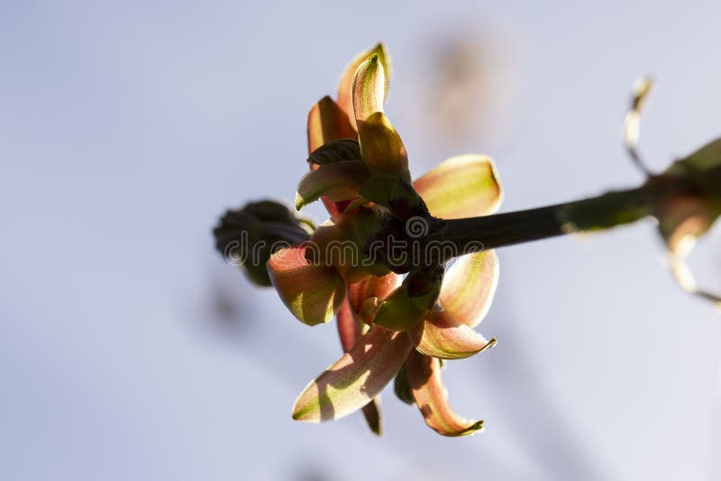 The First Leaves on a Red Maple in Early Spring, the First Foliage ...