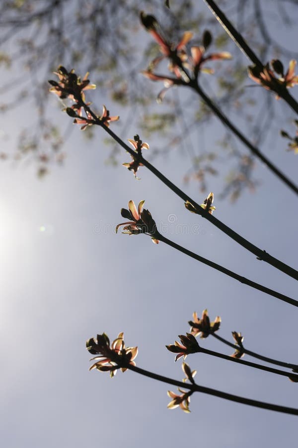 The First Leaves on a Red Maple in Early Spring, the First Foliage ...