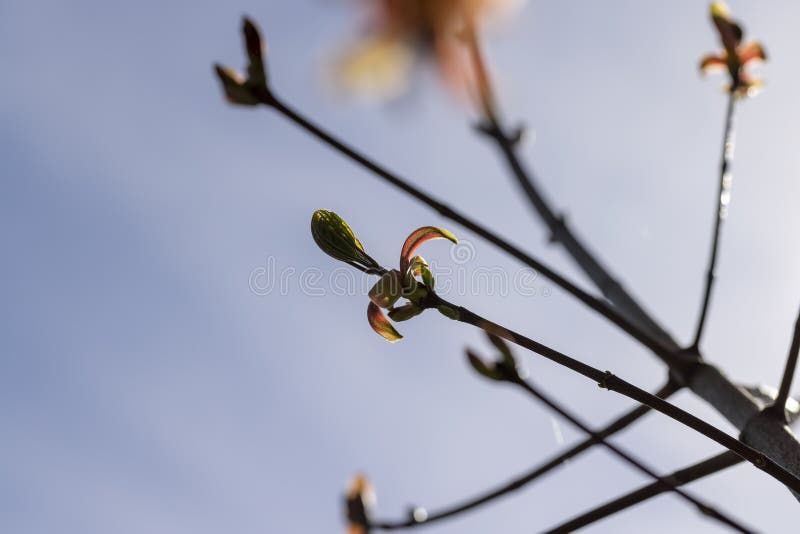 The First Leaves on a Red Maple in Early Spring, the First Foliage ...