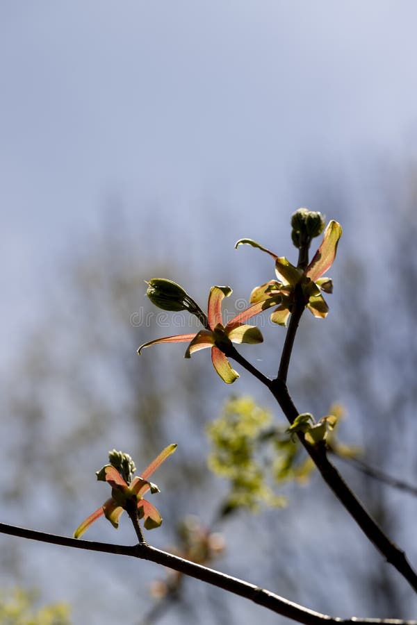 Thin Maple Foliage in Sunlight in Spring Season Stock Photo - Image of ...