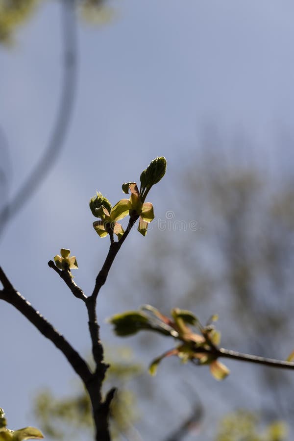 The First Leaves on a Red Maple in Early Spring, the First Foliage ...