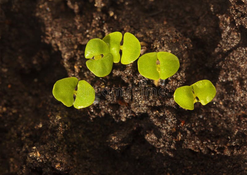 First leaves of seedlings stock photo. Image of macro - 273315286