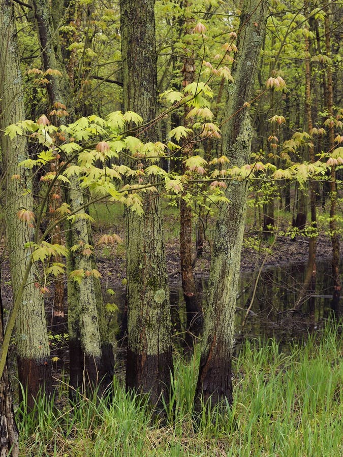 First leaves of spring. stock photo. Image of grass, leaves - 71057414