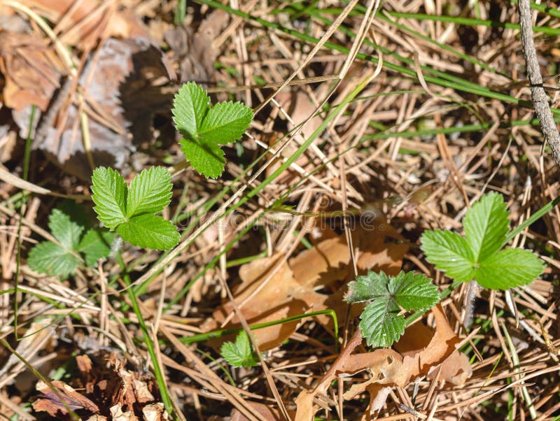 First leaves of seedlings stock photo. Image of macro - 273315286