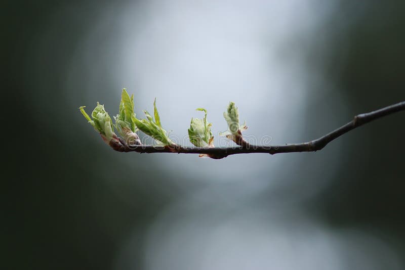 First Leaves of Spring Branches Background Stock Photo - Image of ...