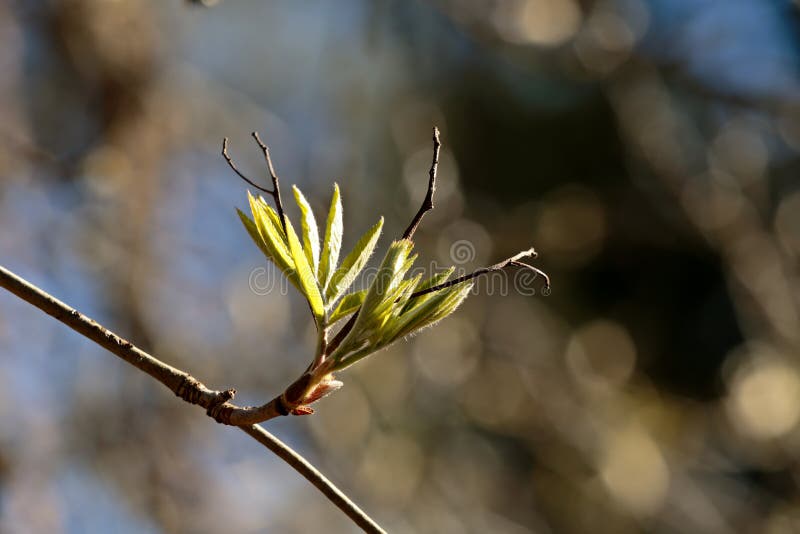 The First Leaves of Spring are Bursting Stock Photo - Image of sorbus ...