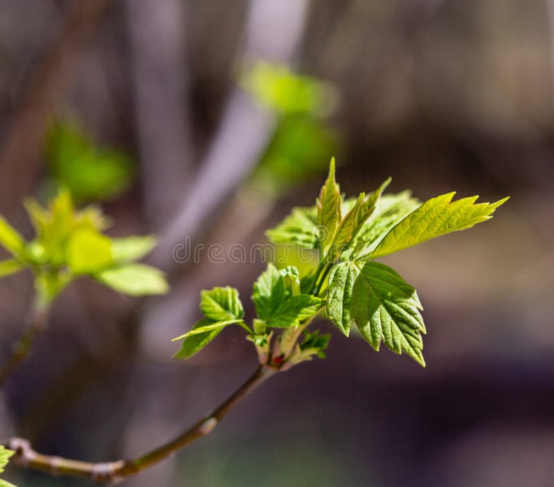 First leaves of seedlings stock photo. Image of macro - 273315286