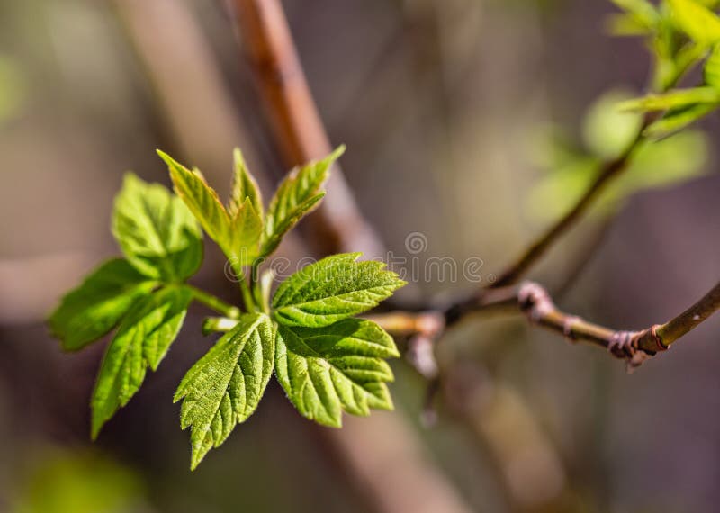 First leaves of seedlings stock photo. Image of macro - 273315286