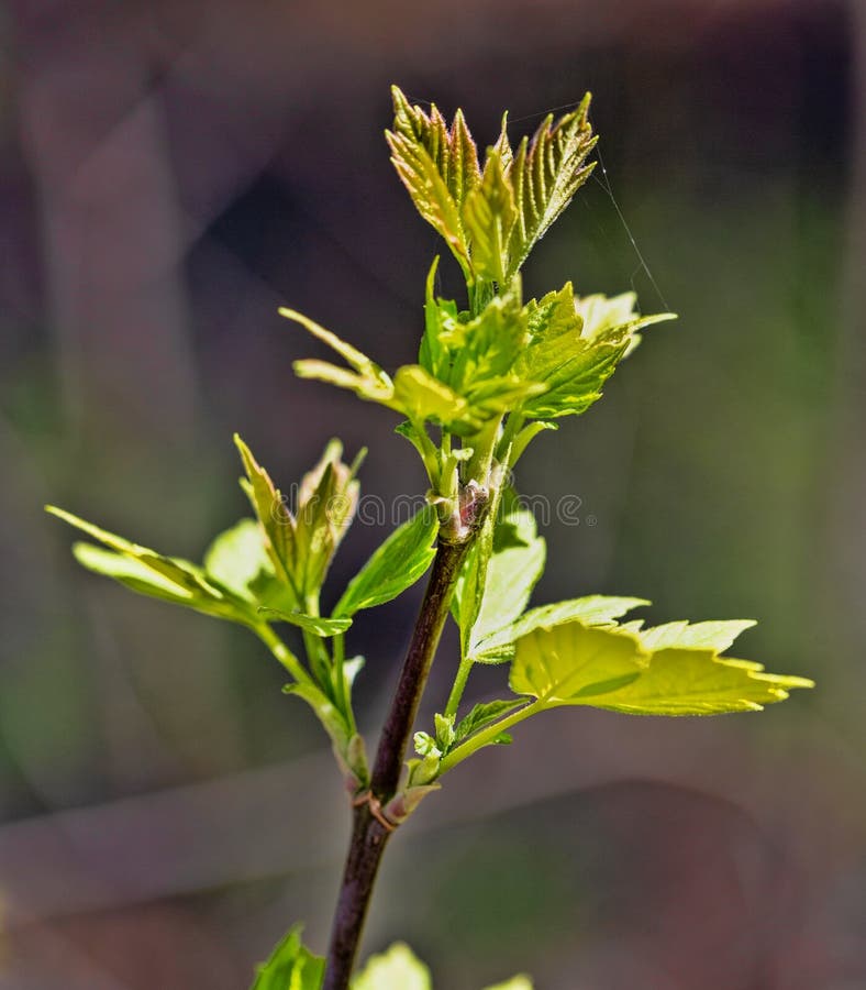 First leaves of seedlings stock photo. Image of macro - 273315286
