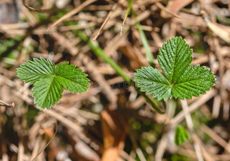 First leaves of seedlings stock photo. Image of macro - 273315286
