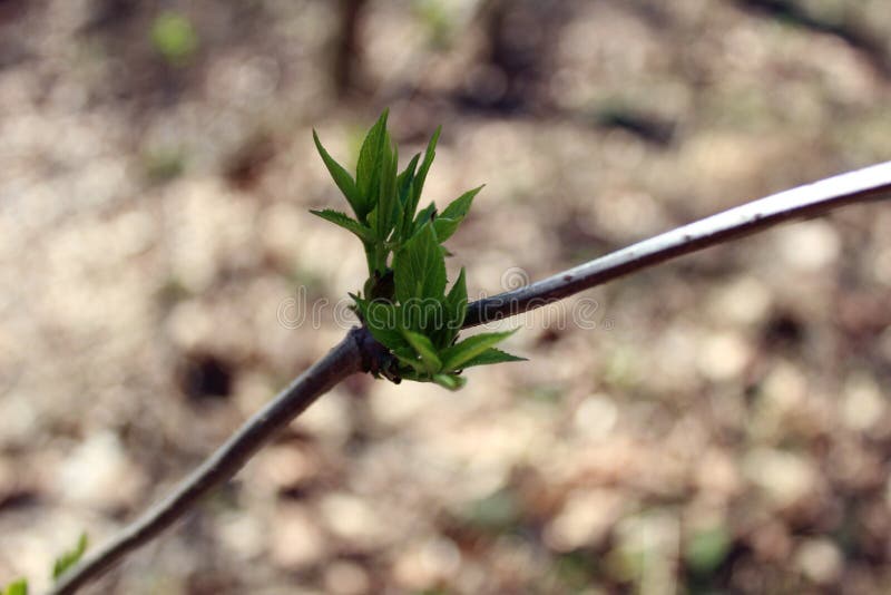 The First Leaves in the Spring Stock Image - Image of botanical, break ...