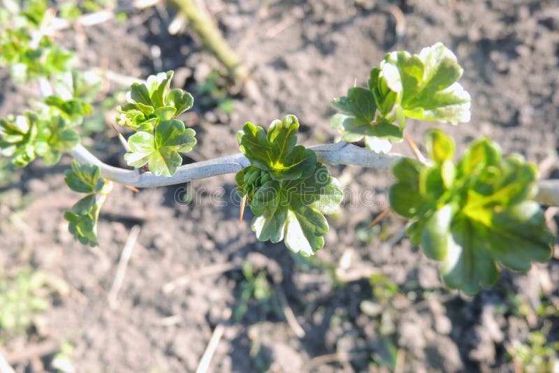 The First Leaves Sprout on the Trees Stock Photo - Image of green ...