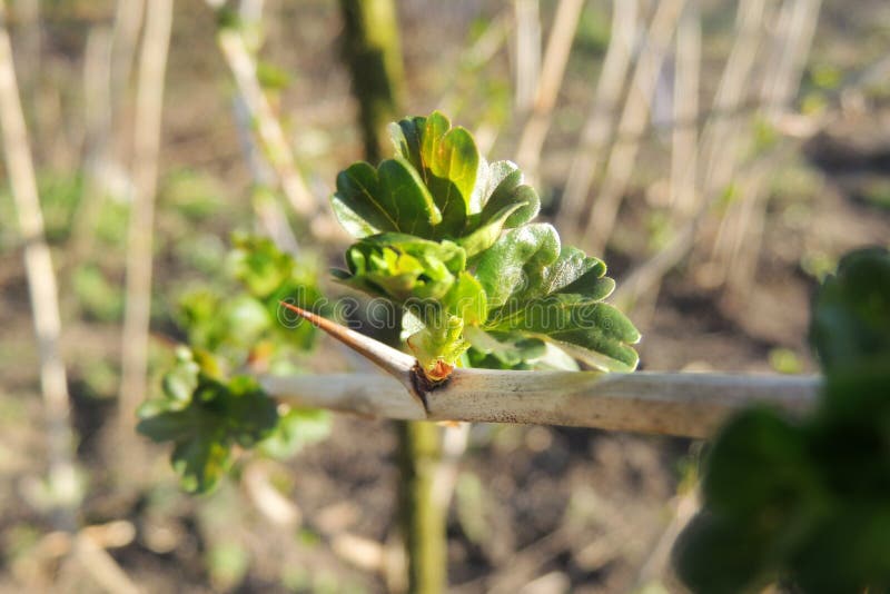 The First Leaves Sprout on the Trees Stock Image - Image of green ...