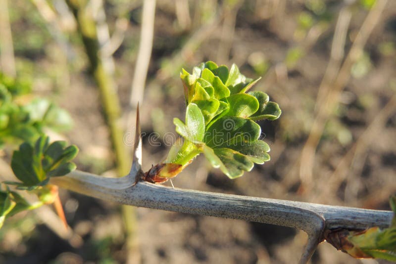 The First Leaves Sprout on the Trees Stock Photo - Image of nature ...