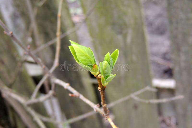 The First Leaves Sprout on the Trees Stock Image - Image of leaf ...