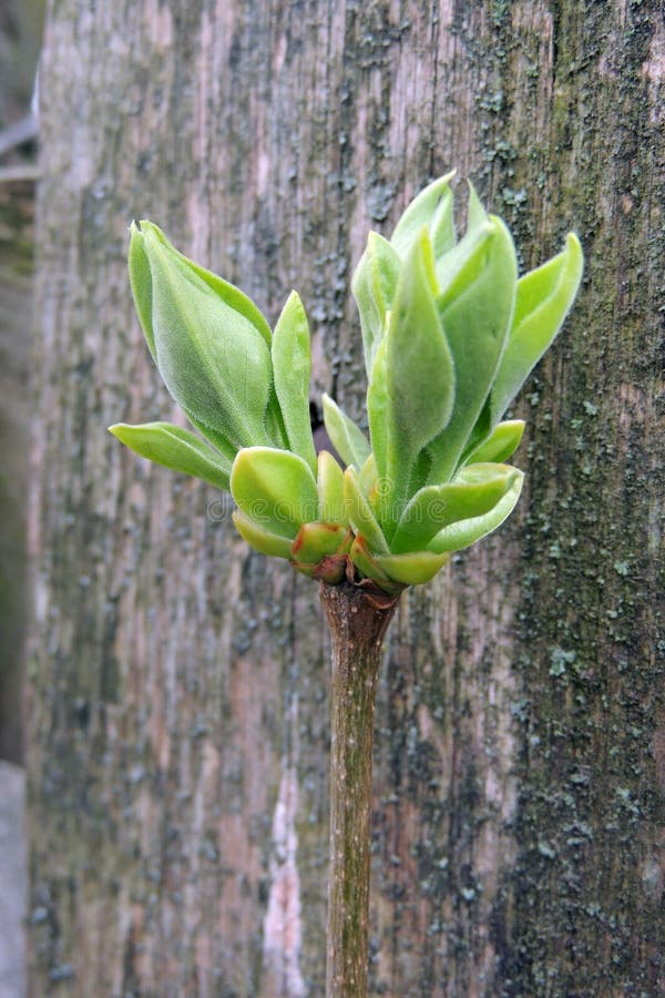 The First Leaves Sprout on the Trees Stock Image - Image of greenery ...