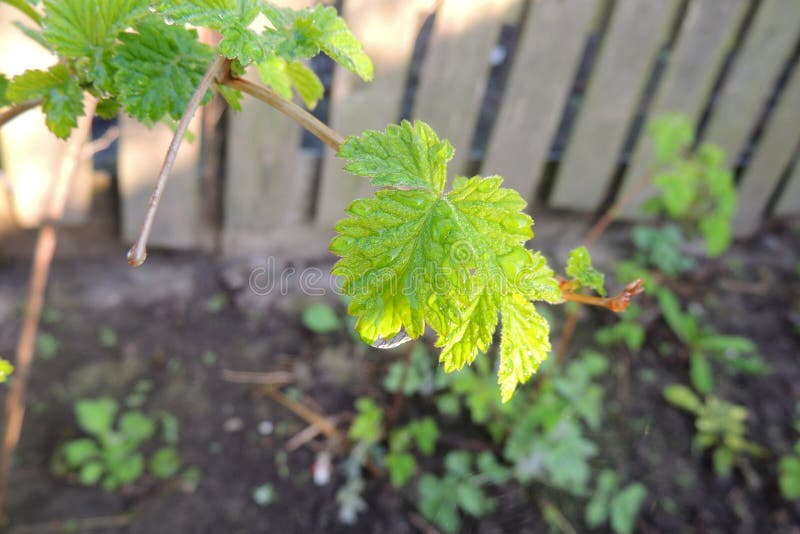 The First Leaves Sprout on the Trees Stock Image - Image of environment ...