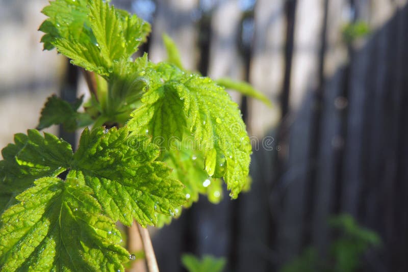 The First Leaves Sprout on the Trees Stock Image - Image of botanical ...