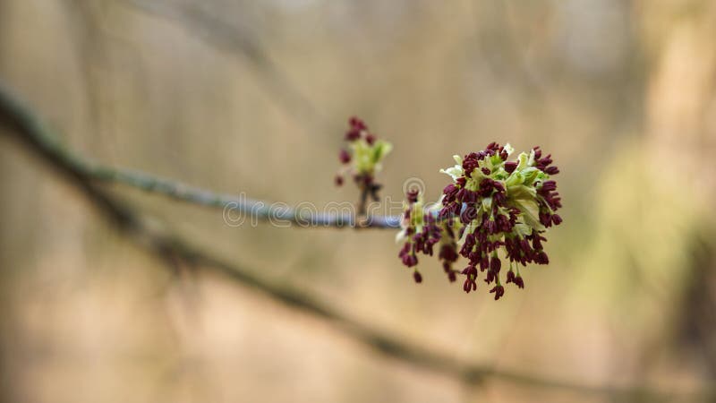 The First Leaves in a Sunny, Spring Quiet Park Stock Image - Image of ...