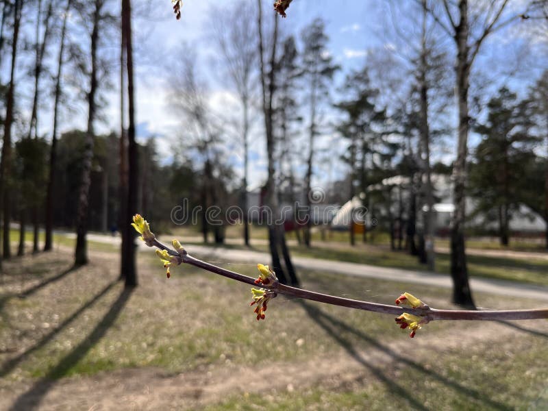 Landscape - in April, the First Leaves on a Tree Branch Stock Image ...