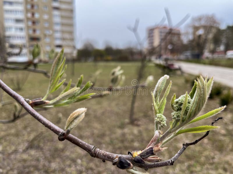 The First Leaves on a Tree Branch Stock Photo - Image of branch, city ...