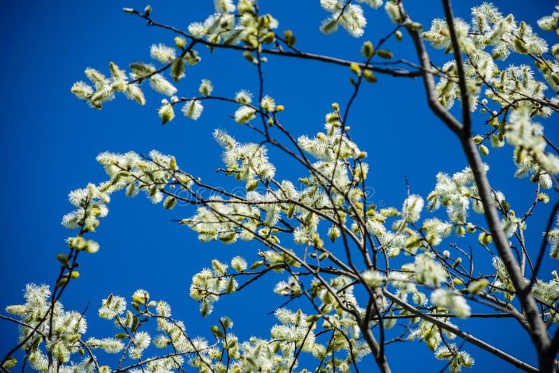 First Leaves on Tree Branches in Spring Stock Photo - Image of wood ...