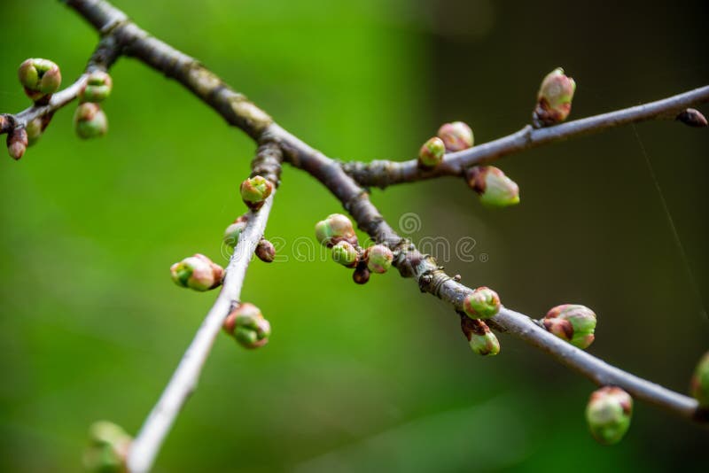 First Leaves on Tree Branches in Spring Stock Photo - Image of daylight ...