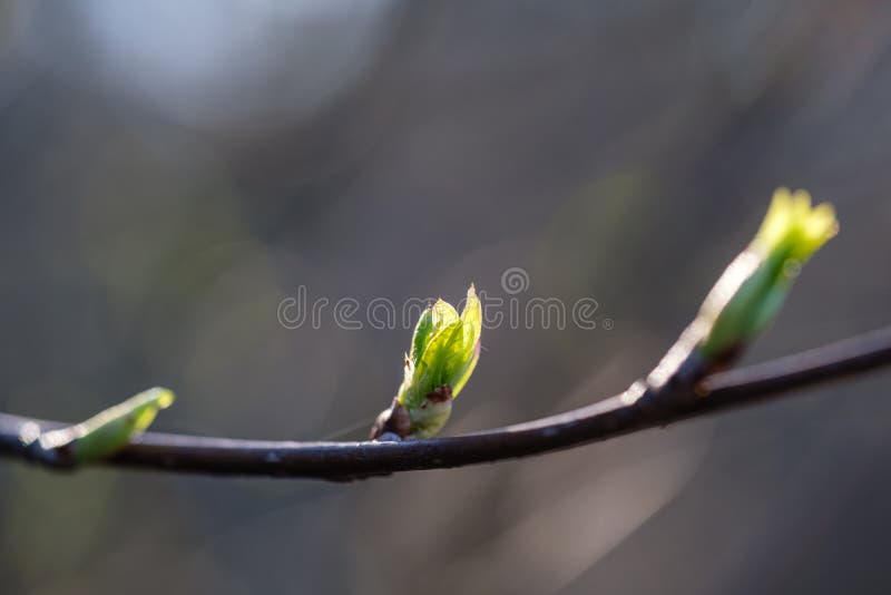 First Leaves on Tree Branches in Spring Stock Photo - Image of leaf ...