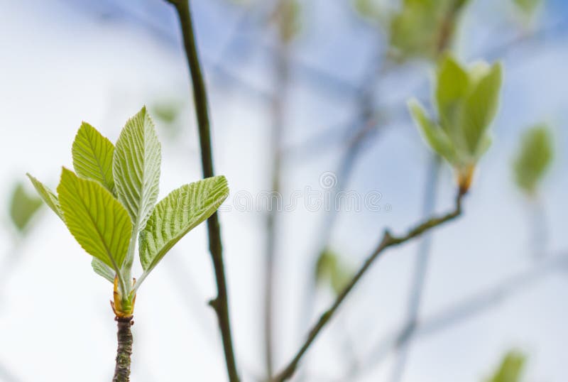 First Leaves on Tree in Spring Stock Image - Image of flower, growth ...