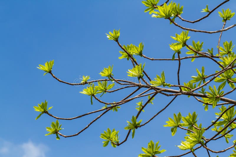 First leaves on tree stock photo. Image of agriculture - 41367348