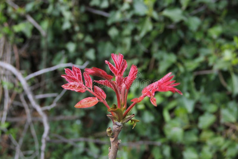 First leaves stock image. Image of beauty, leaf, season - 91633719