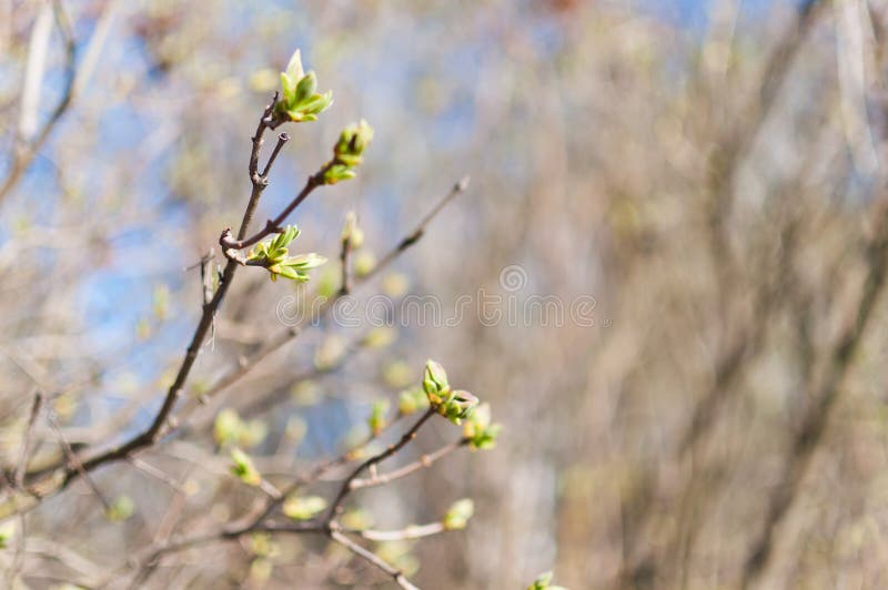 The First Leaves of Trees Appeared in the Park. Stock Photo - Image of ...