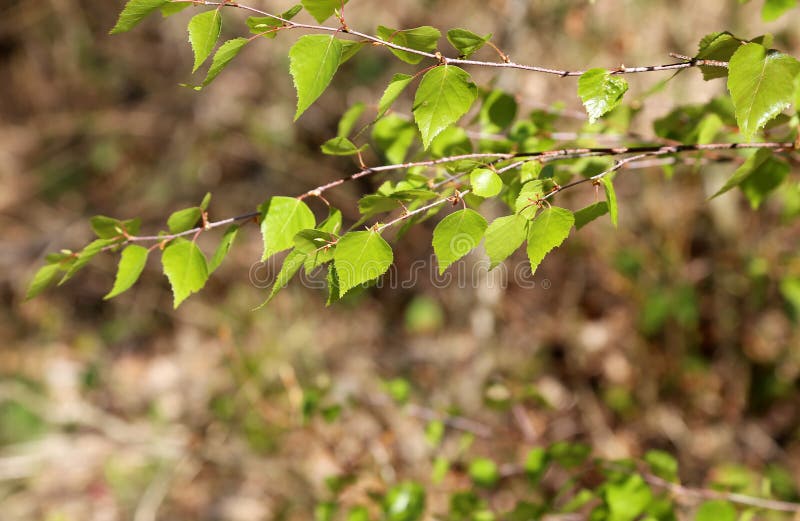 The first leaves stock image. Image of environment, landscape - 145544393